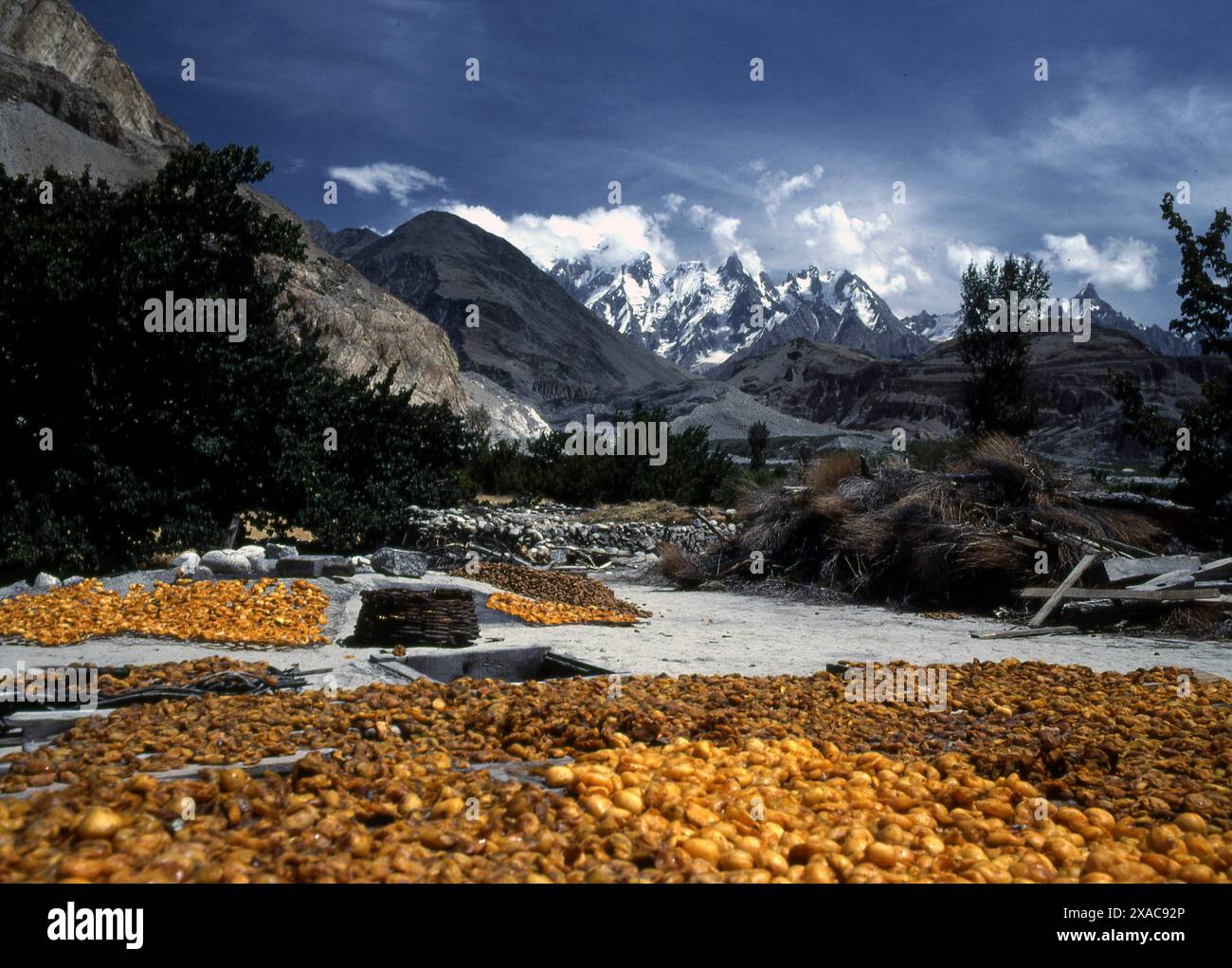Hunza apricots pakistan hi-res stock photography and images - Alamy