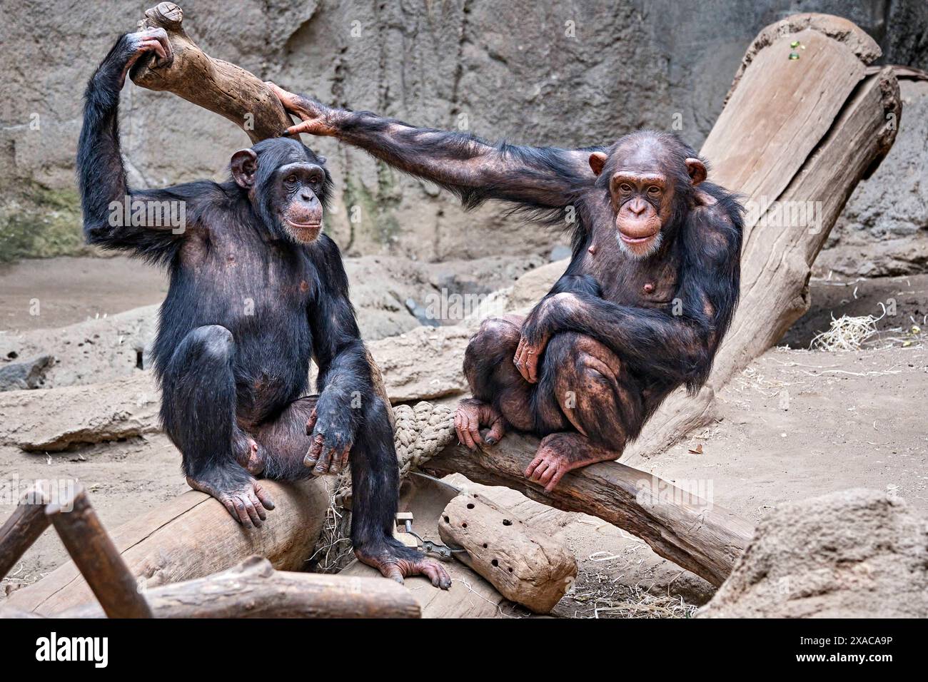 Westafrikanischer Schimpanse Pan troglodytes verus . Westafrikanischer ...