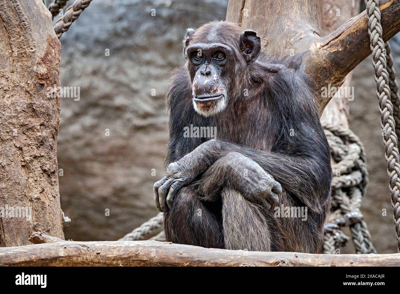 Westafrikanischer Schimpanse Pan troglodytes verus . Westafrikanischer ...