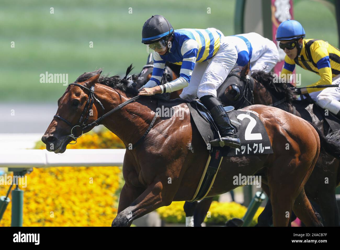 2024/06/01 KYOTO 08R SHOGOIN TOKUBETSU Dotto Kuru/Mirai Iwata Jockey ...