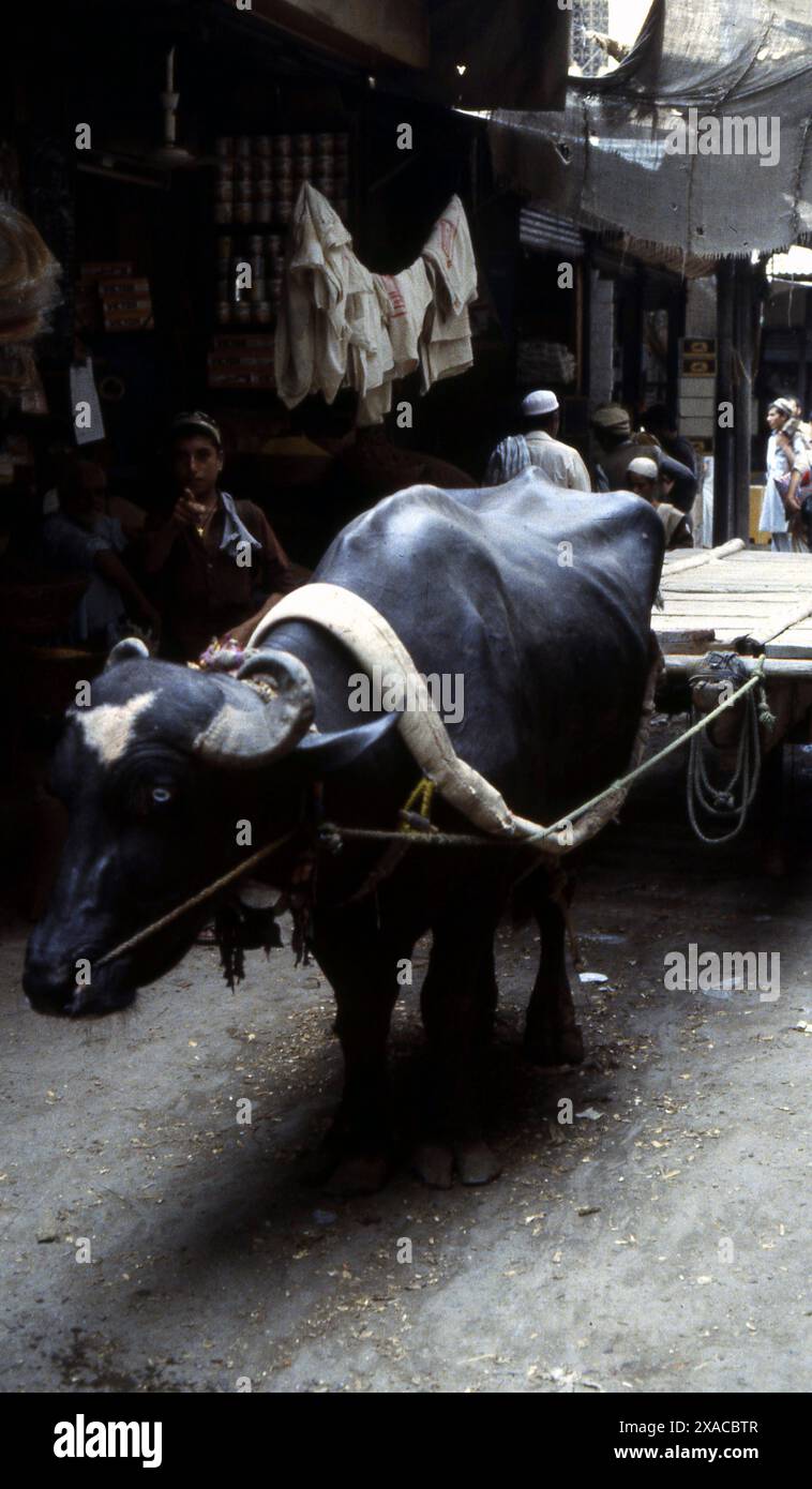 Buffalo cart, Peshawar, Pakistan 1984 Stock Photo - Alamy