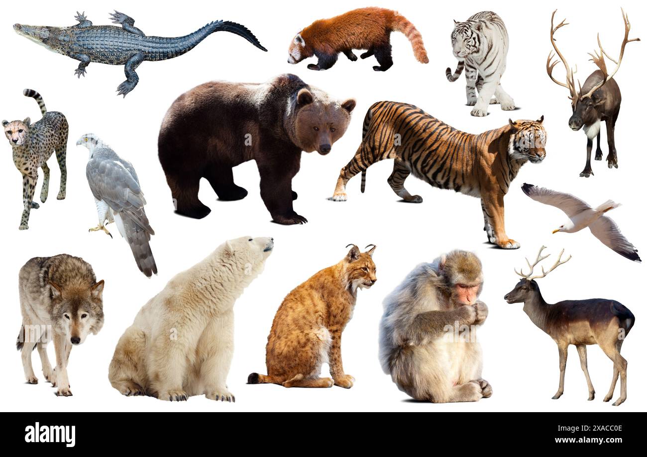 animal collection asia Stock Photo - Alamy