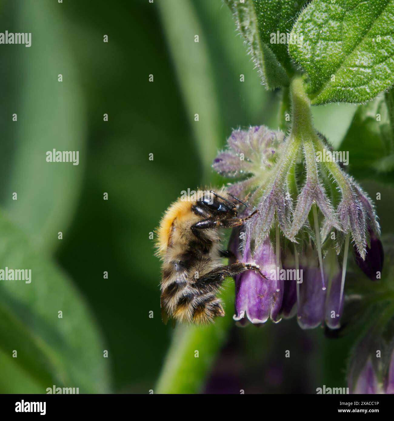 A honey bee gathering nectar from a flower blossom in the outdoors ...