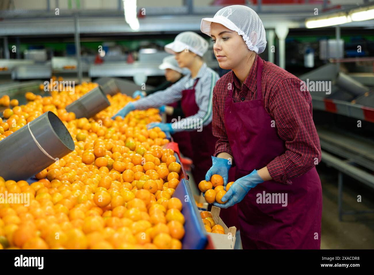 Young girl sorting mandarins on conveyor line at fruit factory Stock ...