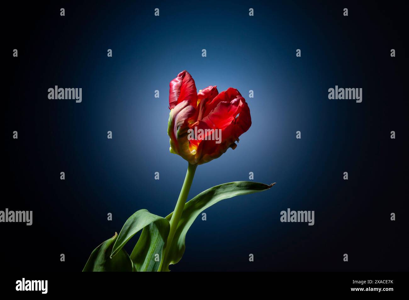 red parrot tulip with strange fluted petals, on a blue gradient ...