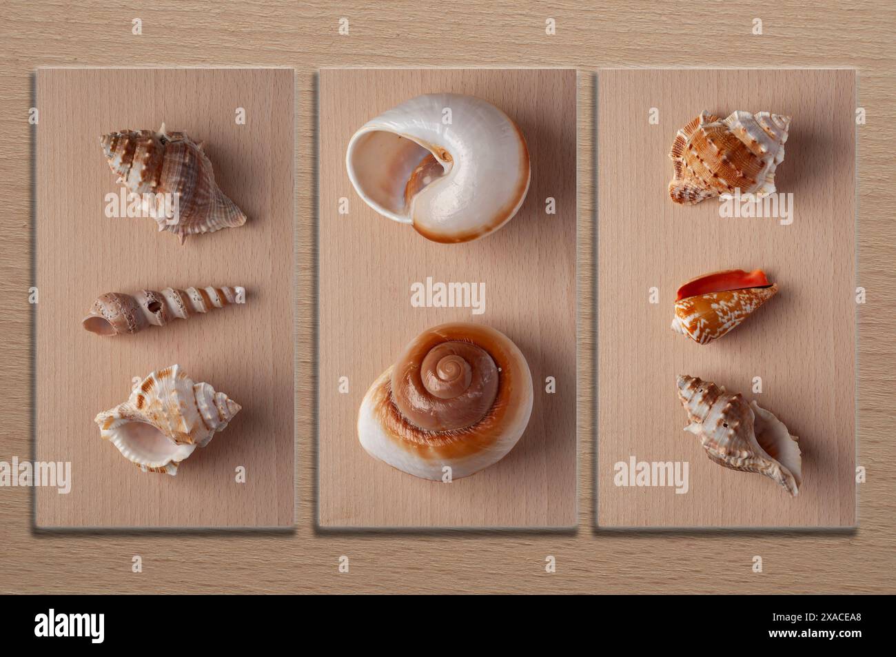 Various cephalopods hi-res stock photography and images - Alamy