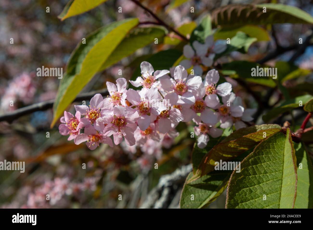 Blooming bird cherry Colorata tree (Prunus padus Colorata) with pink ...