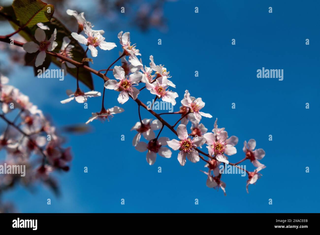 Blooming bird cherry Colorata tree (Prunus padus Colorata) with pink ...
