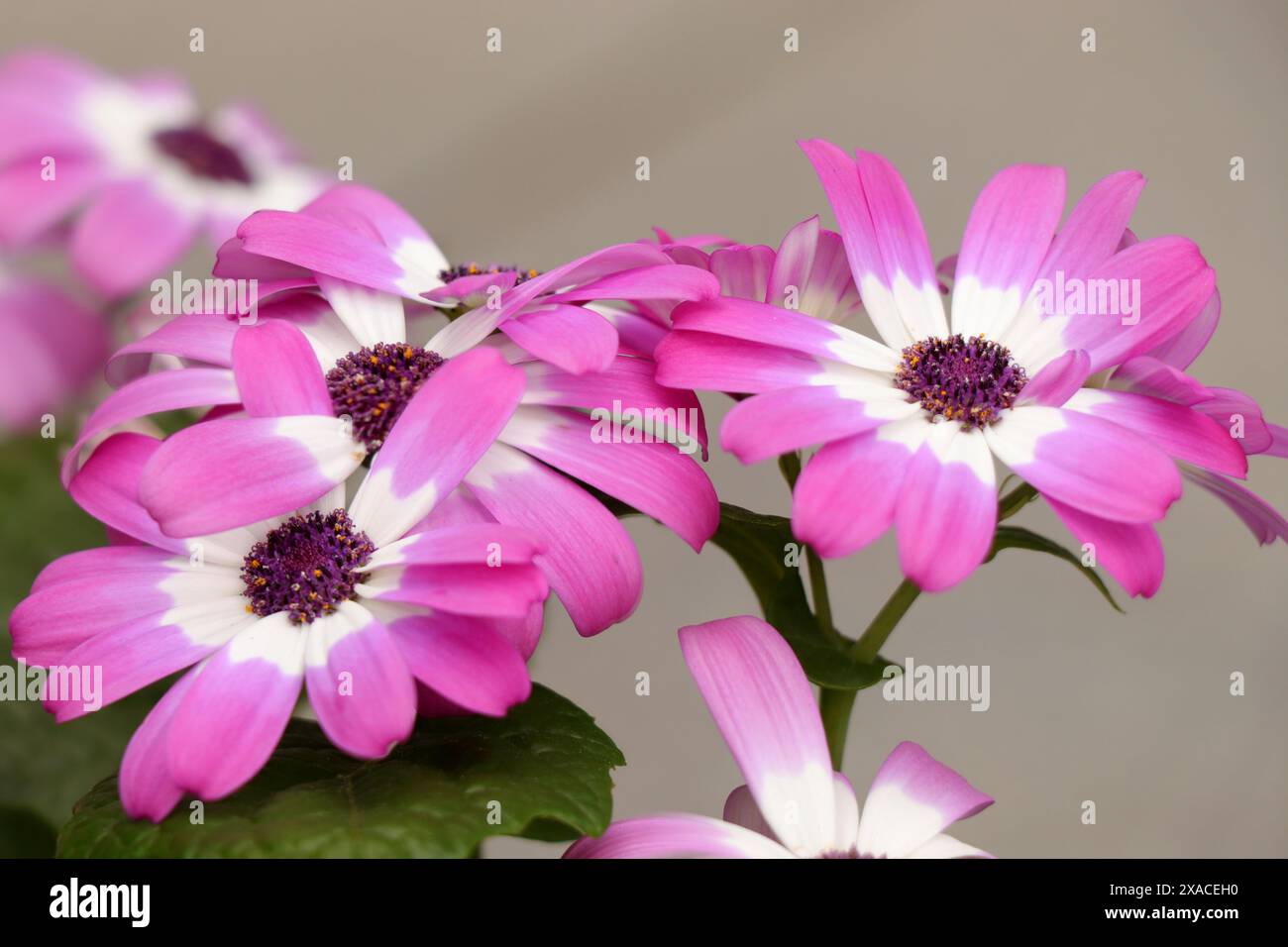 Pink flowers pericallis mandala hi-res stock photography and images - Alamy