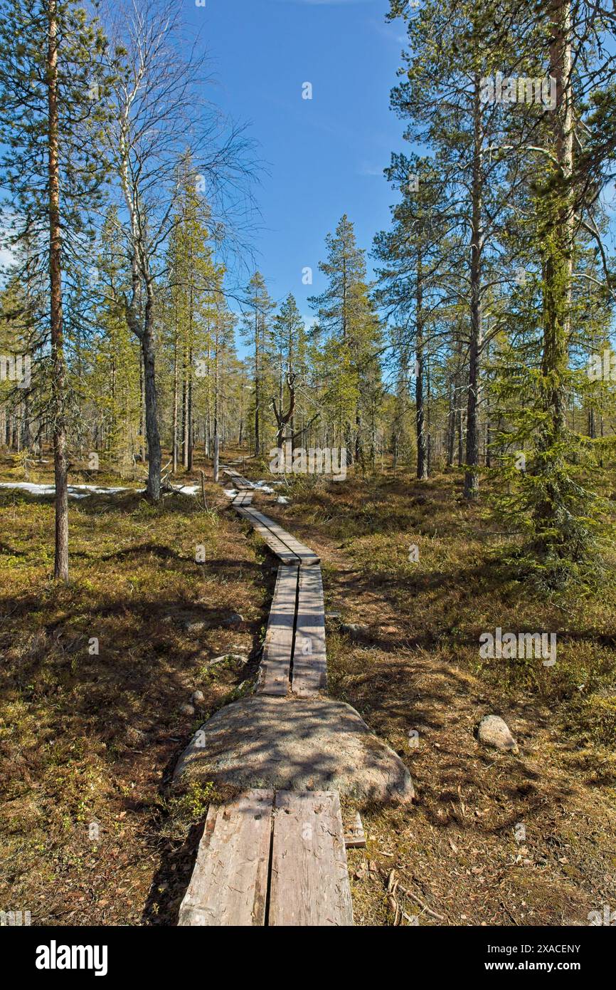 Duckboard trail at Sompio Strict Nature Reserve in sunny spring weather ...
