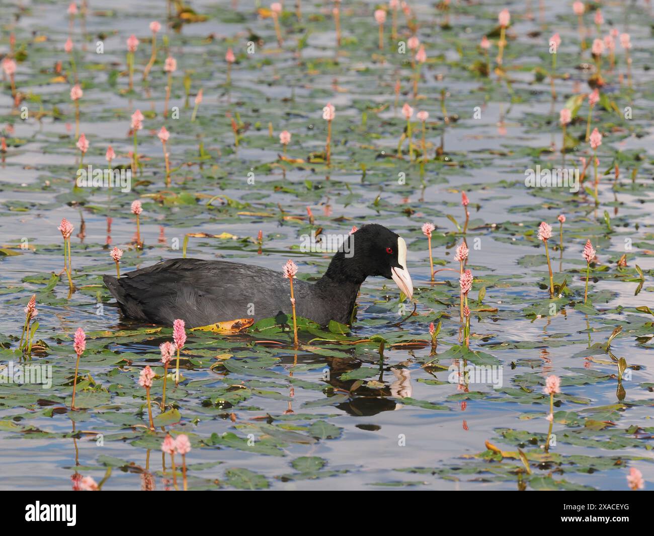 The most aggressive bird on the reservoir, the coot, although here just ...