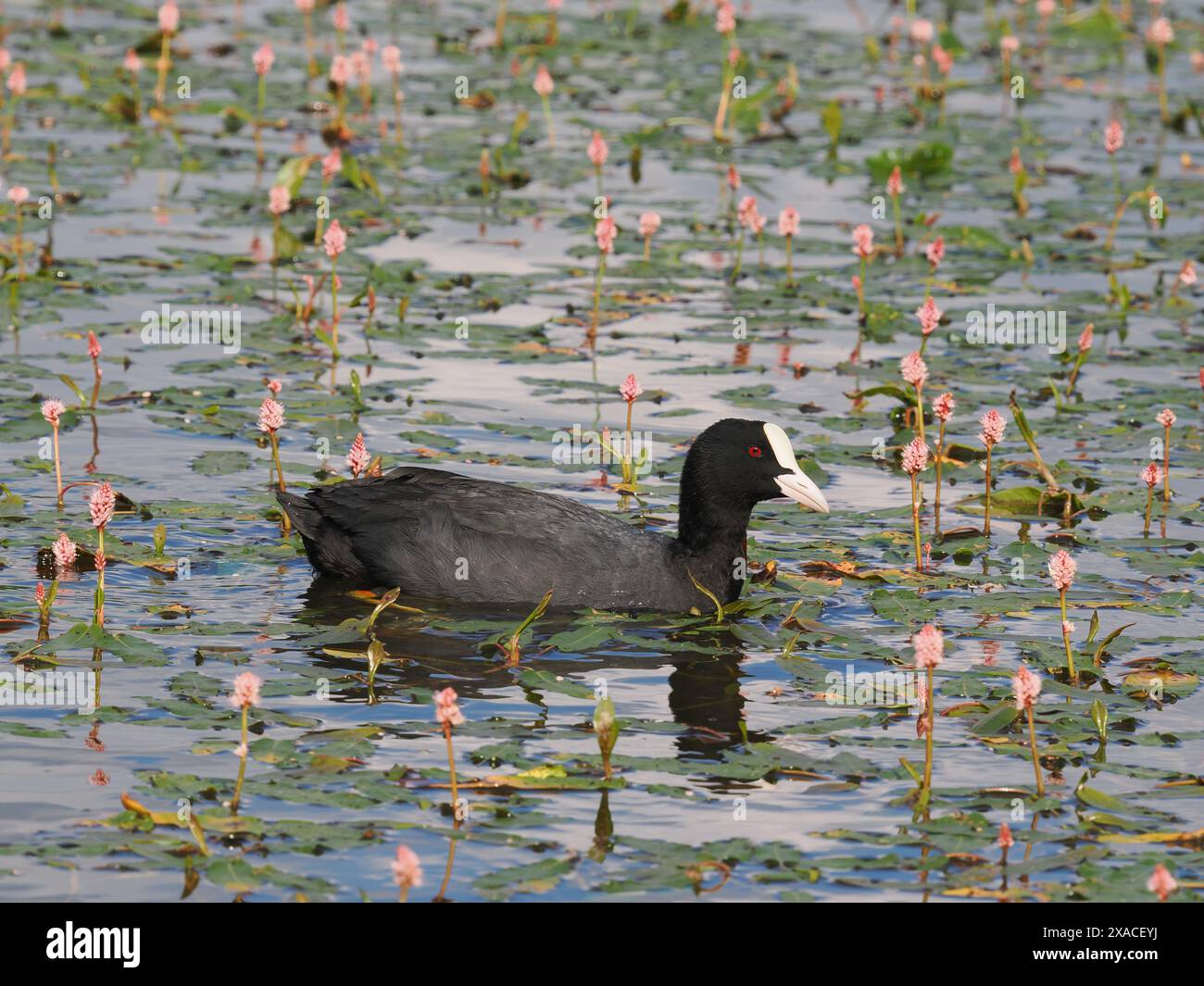 The most aggressive bird on the reservoir, the coot, although here just ...