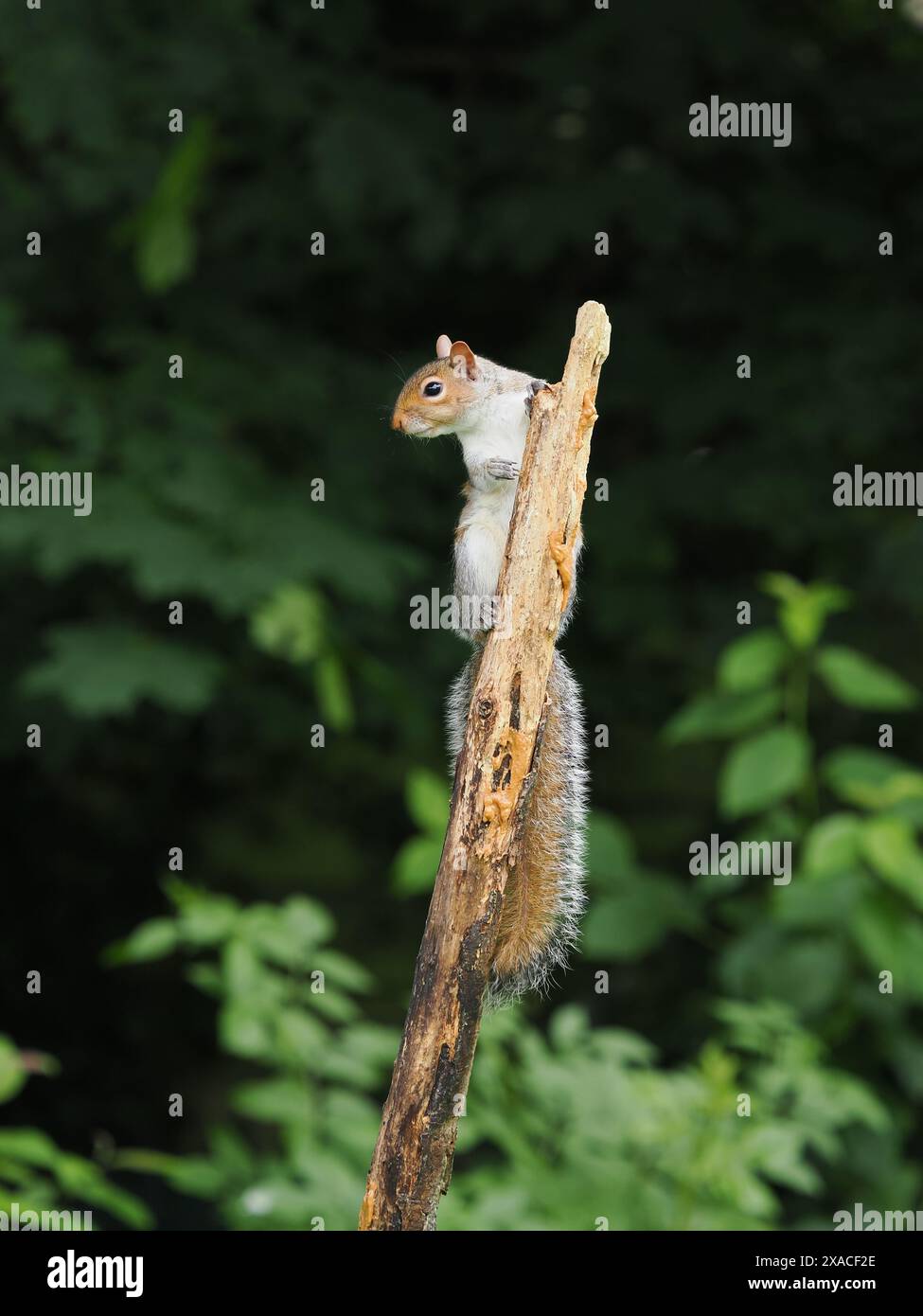 Simon butter hi-res stock photography and images - Alamy