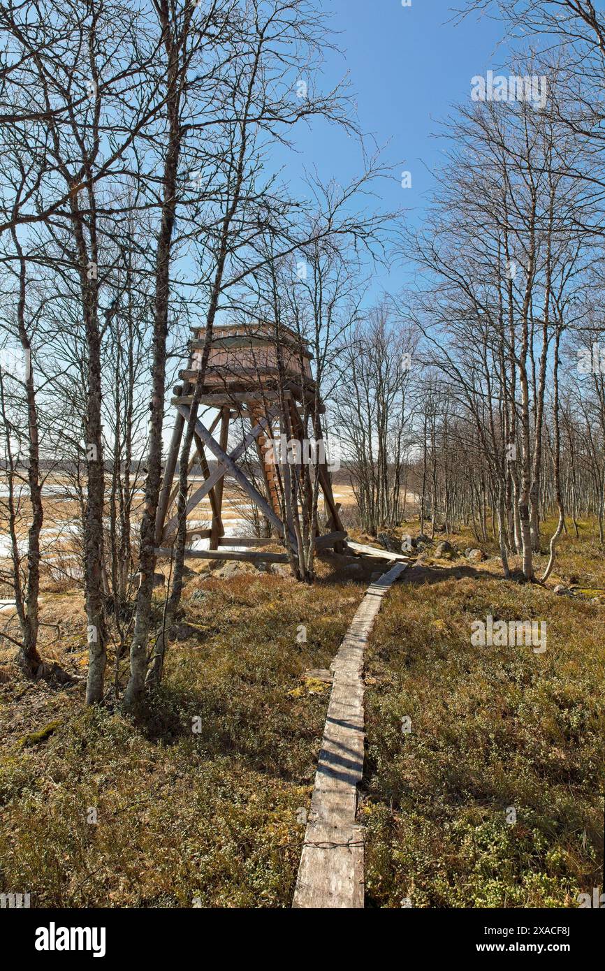 View of wooden Sompiojärvi bird watching tower in clear spring weather ...