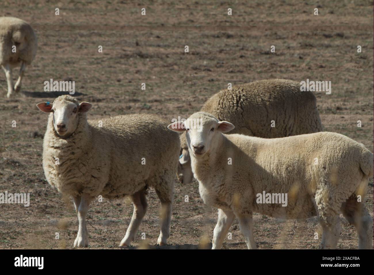 Sheep on farm in outback Australia Stock Photo - Alamy