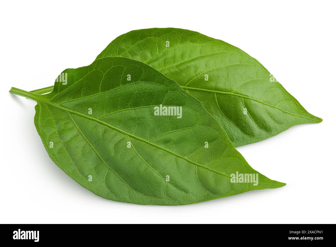Sweet pepper leaf closeup isolated on white background Stock Photo - Alamy