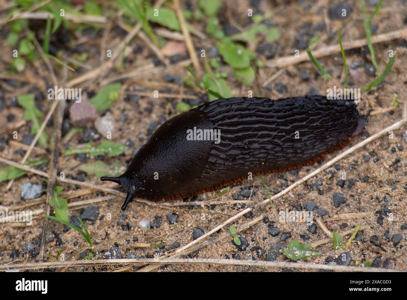 Europe animals hi-res stock photography and images - Alamy