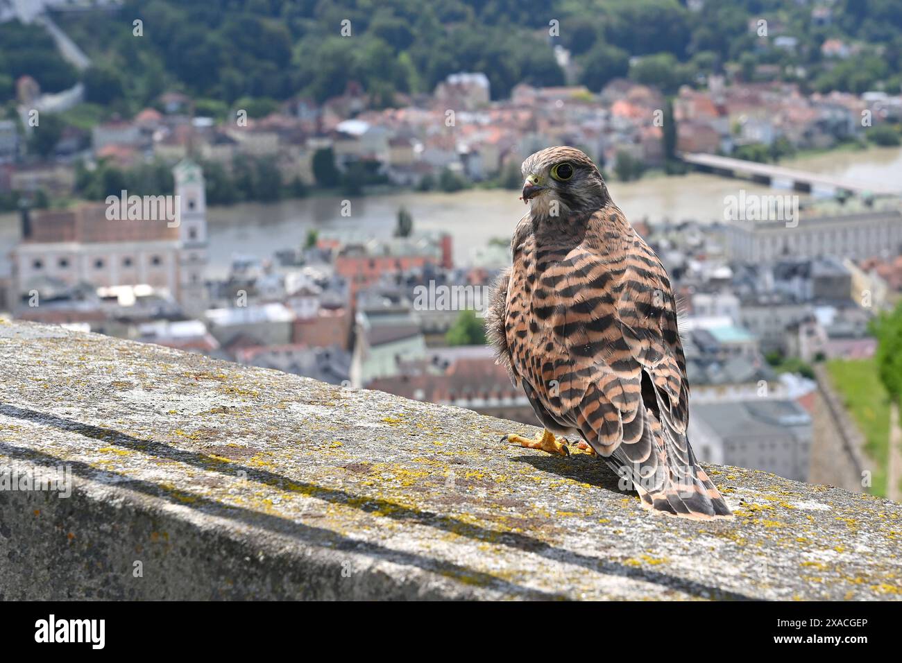Hochwasser in Passau am 05.06.2024. Ein Falke,Turmfalke sitzt auf dem ...