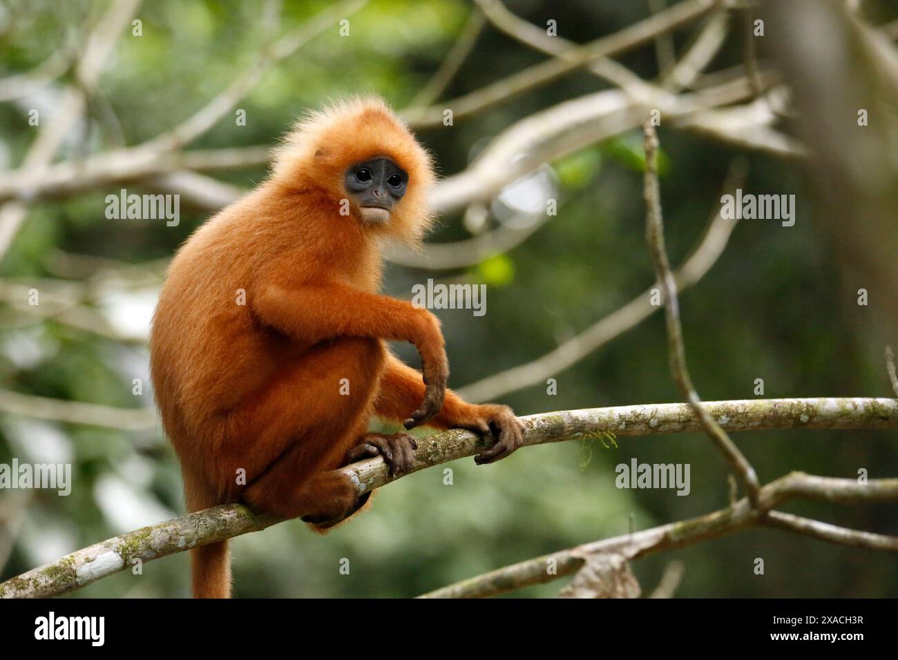 Maroon Leaf Monkey (Presbytis rubicunda, aka Maroon Langur, Red Leaf ...