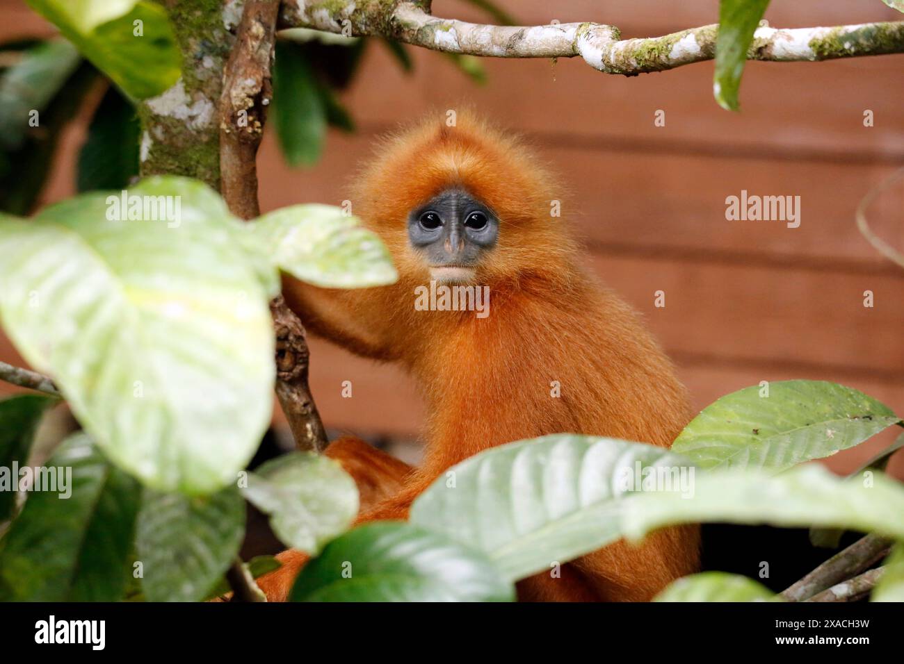 Eye Contact with a Maroon Leaf Monkey (Presbytis rubicunda, aka Maroon ...
