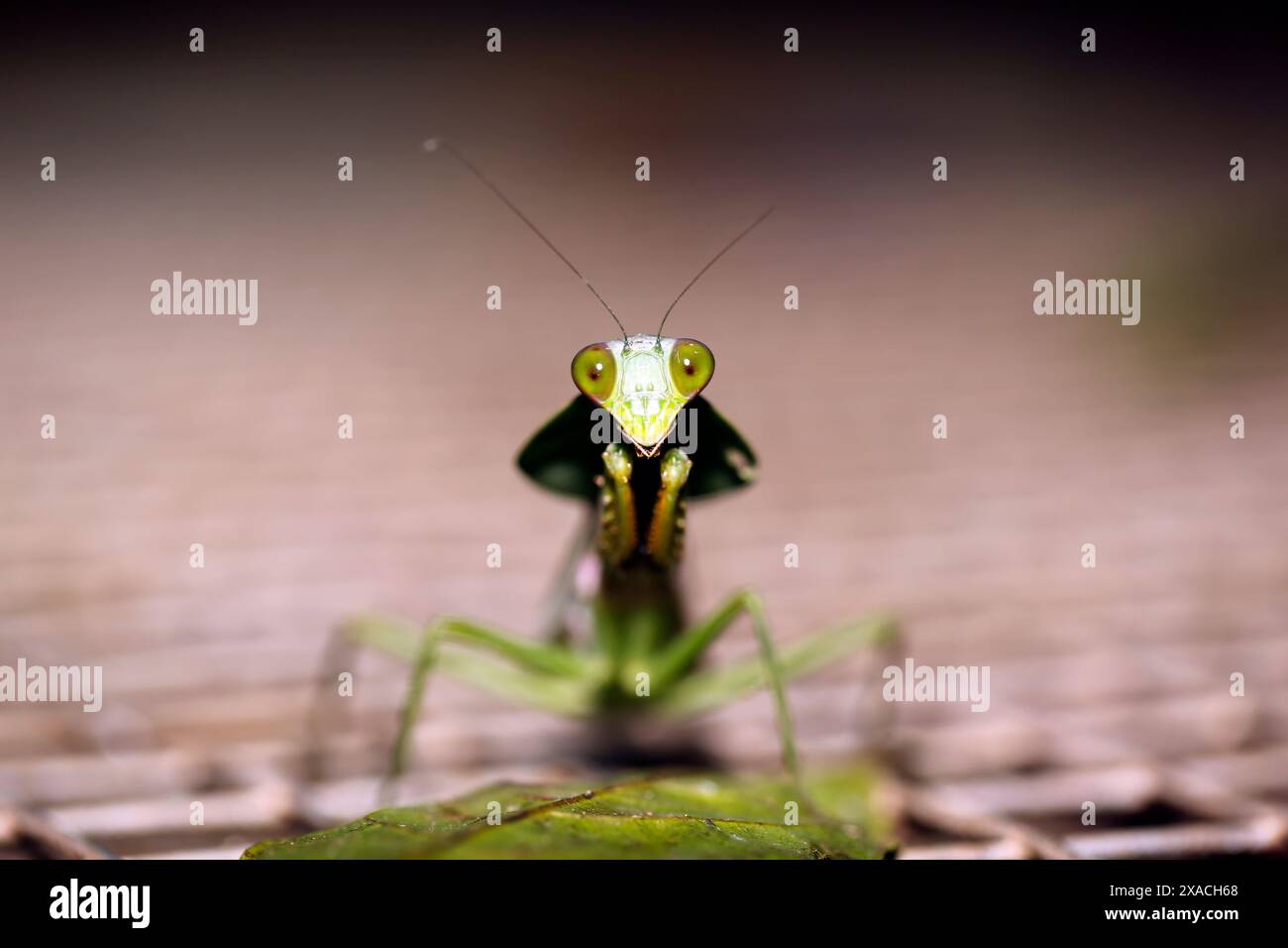 Rhombodera valida hi-res stock photography and images - Alamy