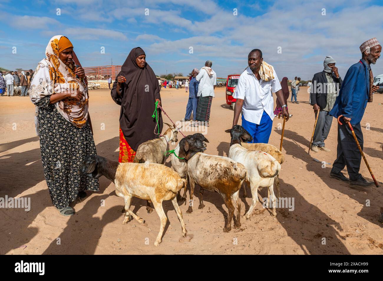 Goats at Cattle market, Burao, south eastern Somaliland, Somalia ...