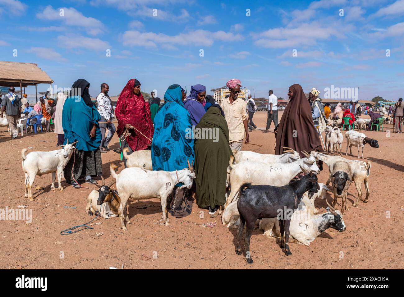 Goats at Cattle market, Burao, south eastern Somaliland, Somalia ...