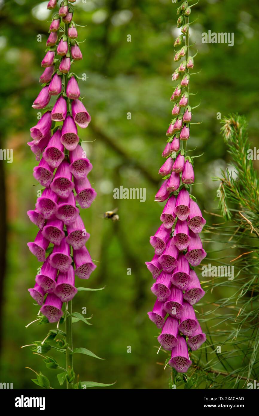 Foxglove at BOSLOO - PALEISPARK HET LOO Stock Photo - Alamy