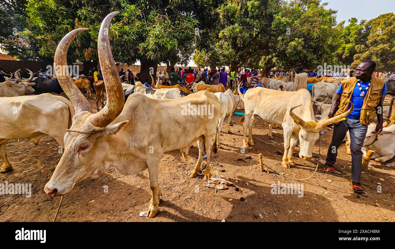 Cattle auction, Wau, Western Bahr el Ghazal, South Sudan, Africa ...