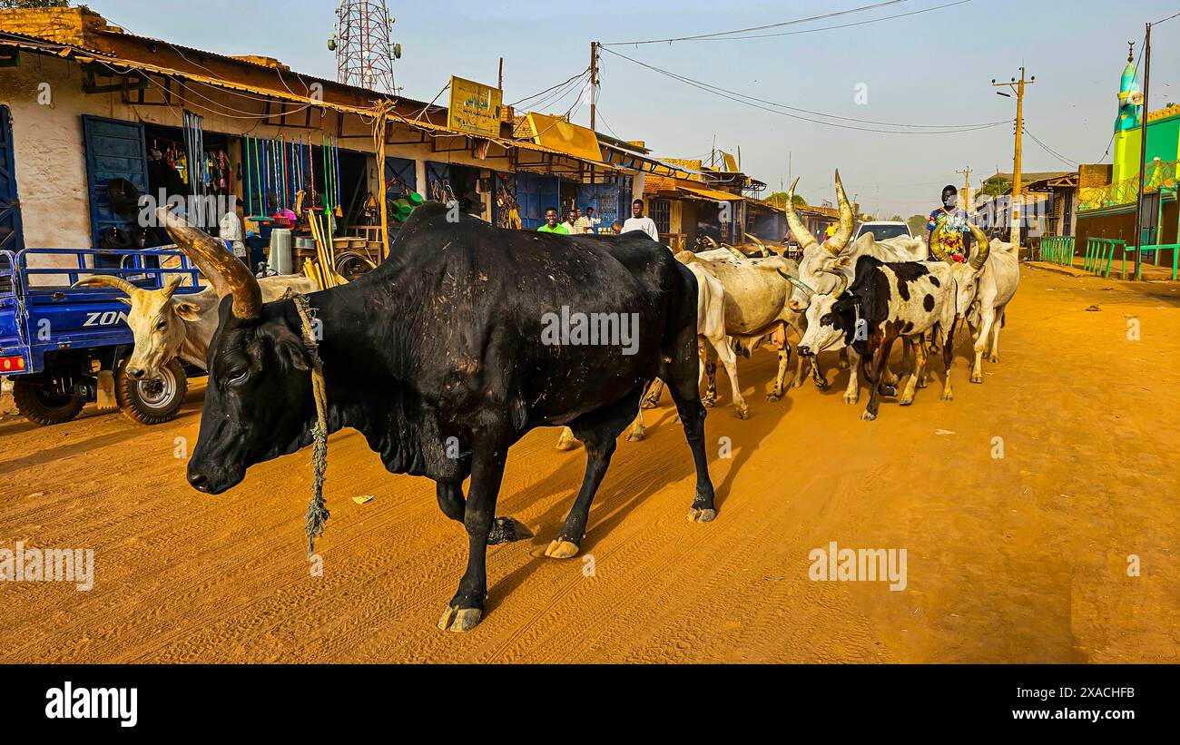Cows walking through Wau, Western Bahr el Ghazal, South Sudan, Africa ...