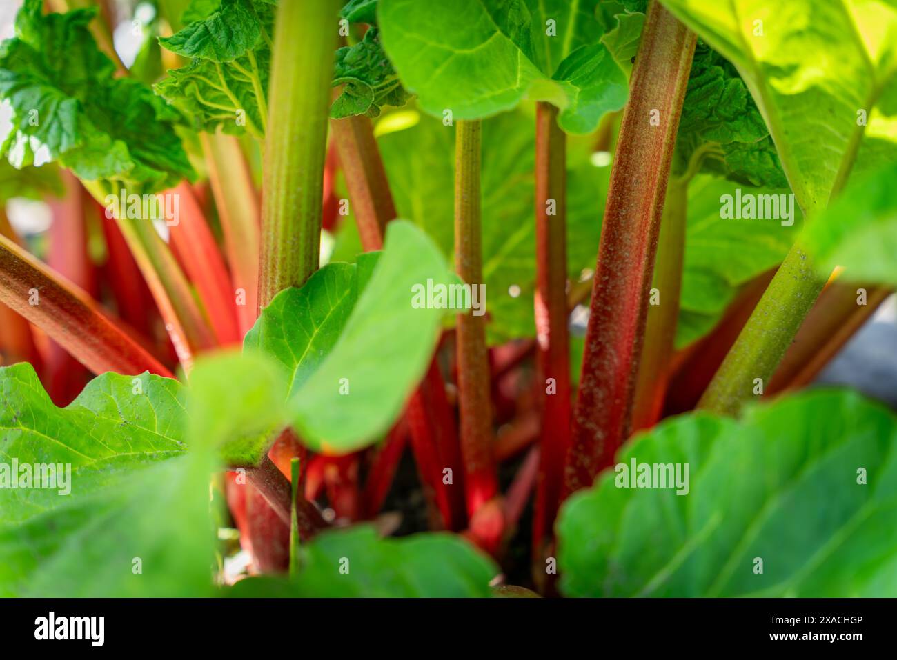 Ripe red stems of rhubarb (Rheum rhabarbarum) growing in vegetable garden. Red rhubarb Stock ...