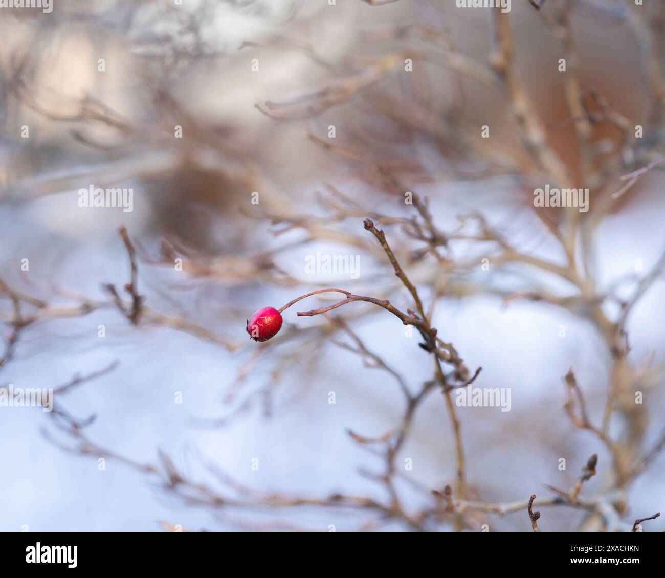 Fruit of Crataegus, commonly called hawthorn, quickthorn, thornapple ...