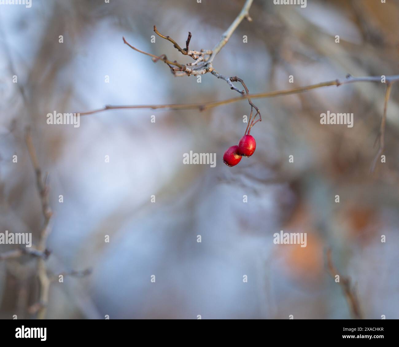 Fruit of Crataegus, commonly called hawthorn, quickthorn, thornapple ...