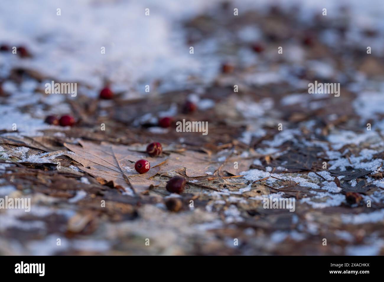 Fruit of Crataegus, commonly called hawthorn, quickthorn, thornapple ...