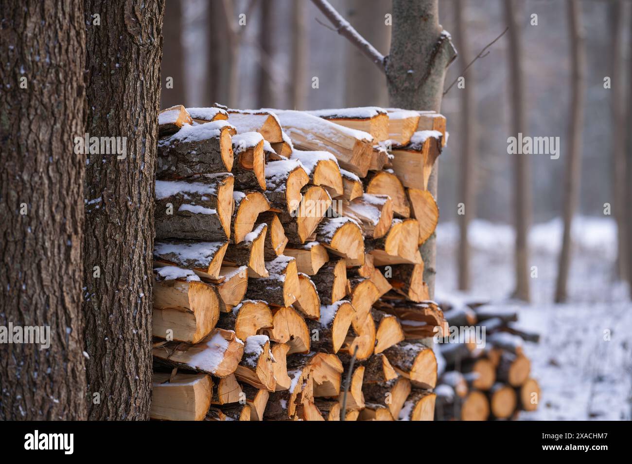Wood cut and drying, ready to burn in fireplace or wood stove or a ...