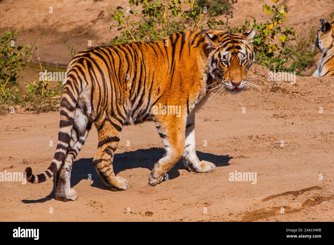 Siberian Tiger in the Siberian Tiger Park, Harbin, Heilongjiang, China ...