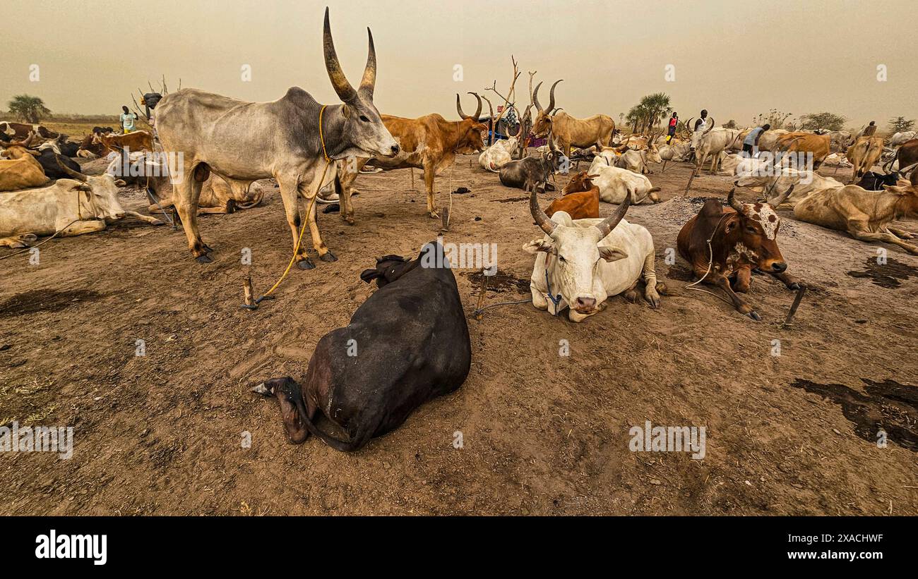 Dinka people hi-res stock photography and images - Alamy