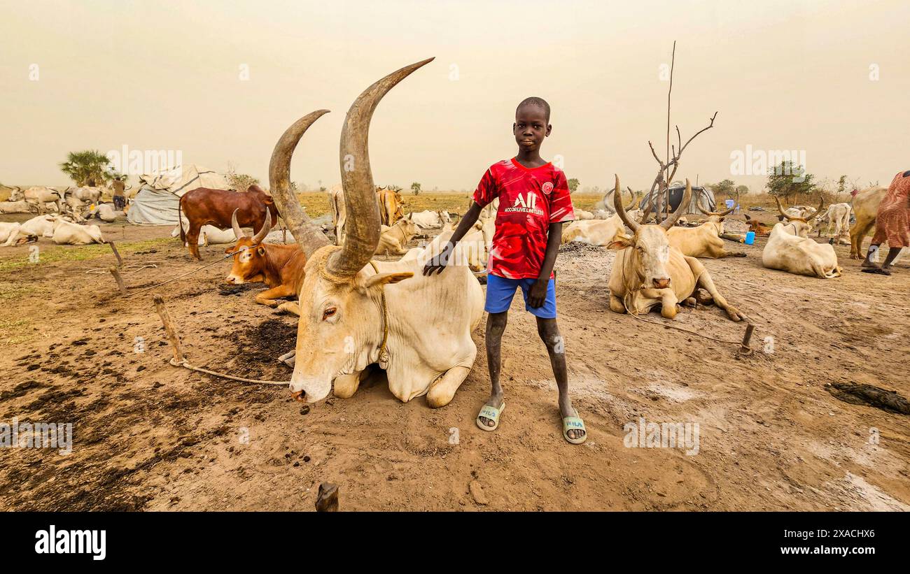Boy with horned cattle, Dinka cattle camp, Bor, central region, South ...