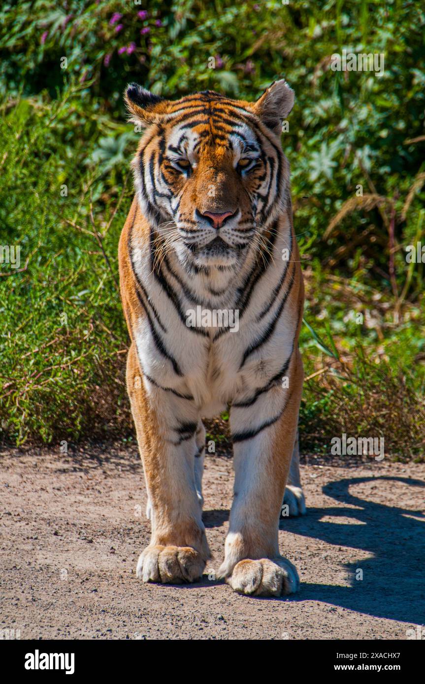 Siberian Tiger in the Siberian Tiger Park, Harbin, Heilongjiang, China ...