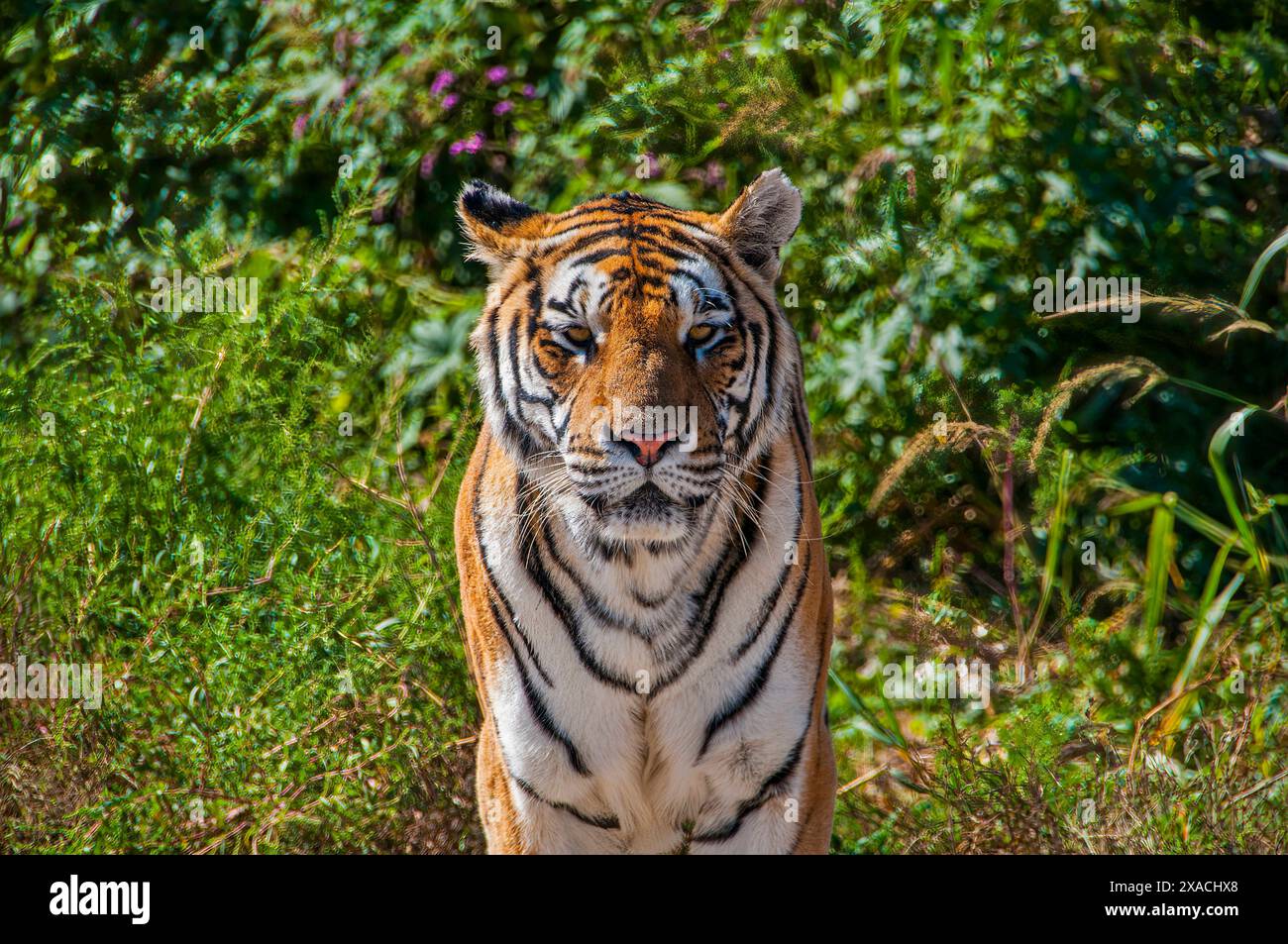 Siberian Tiger in the Siberian Tiger Park, Harbin, Heilongjiang, China ...