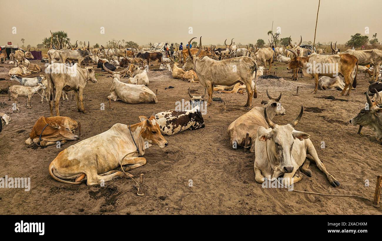 Dinka cattle camp, Bor, central region, South Sudan, Africa Copyright ...