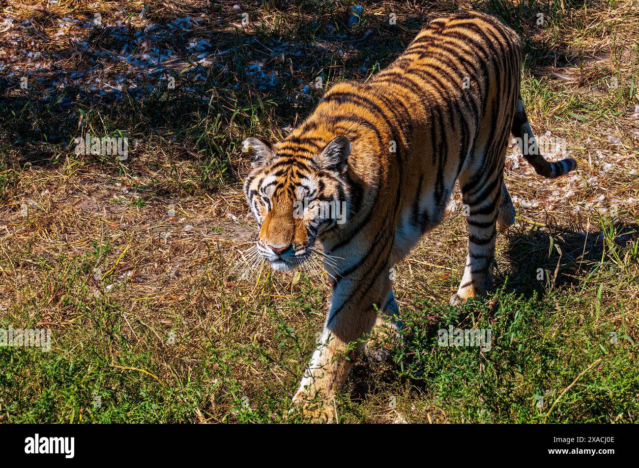 Siberian Tiger in the Siberian Tiger Park, Harbin, Heilongjiang, China ...