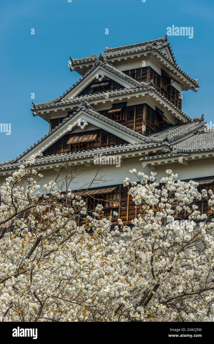 Cherry blossom in the Kumamoto Japanese Castle, Kumamoto, Kyushu, Japan ...