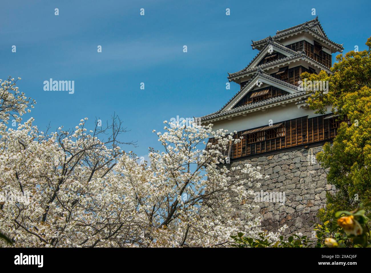 Cherry blossom in the Kumamoto Japanese Castle, Kumamoto, Kyushu, Japan ...