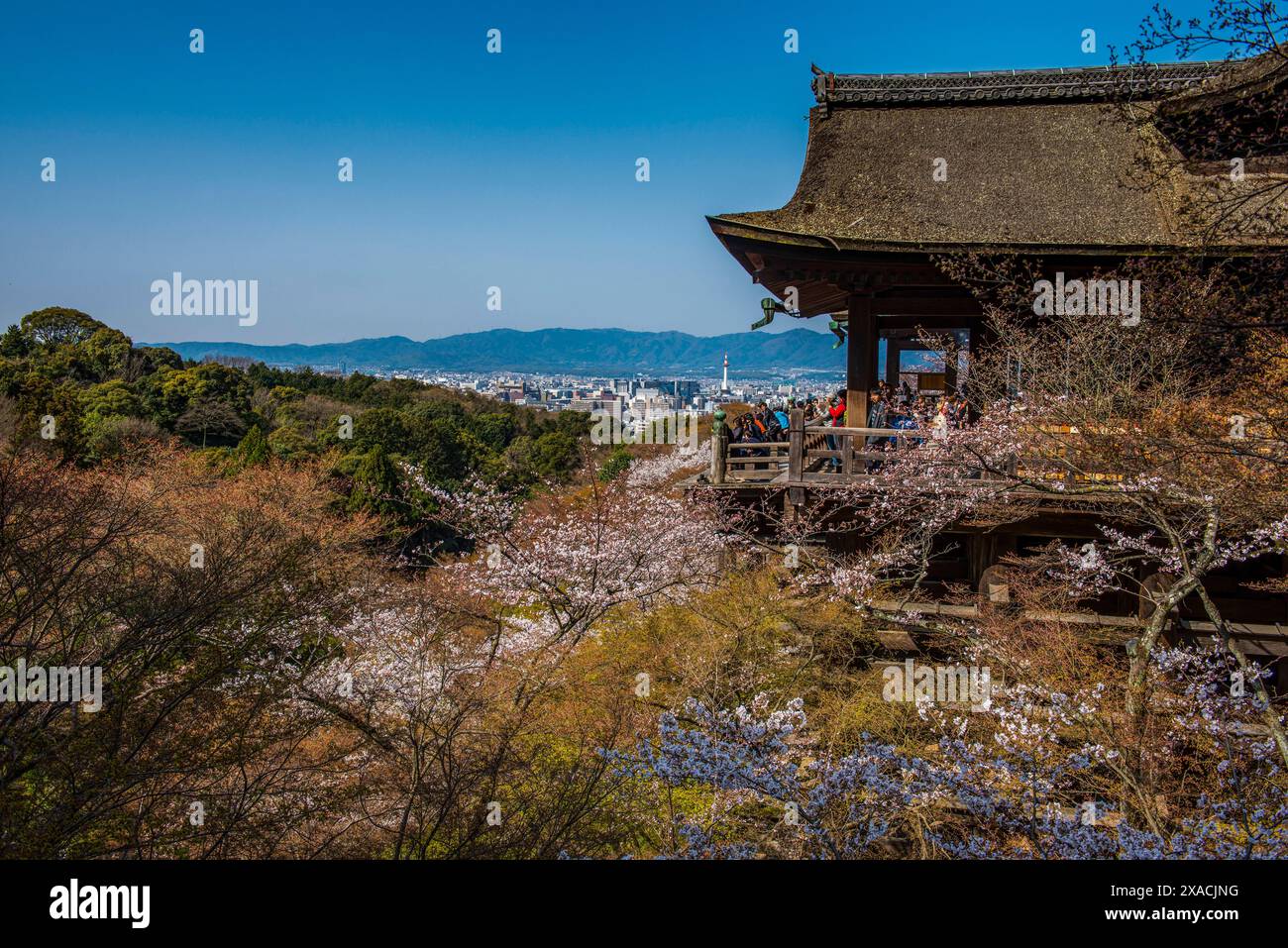Cherry blossom in the Kiyomizu-dera Buddhist temple, UNESCO World ...