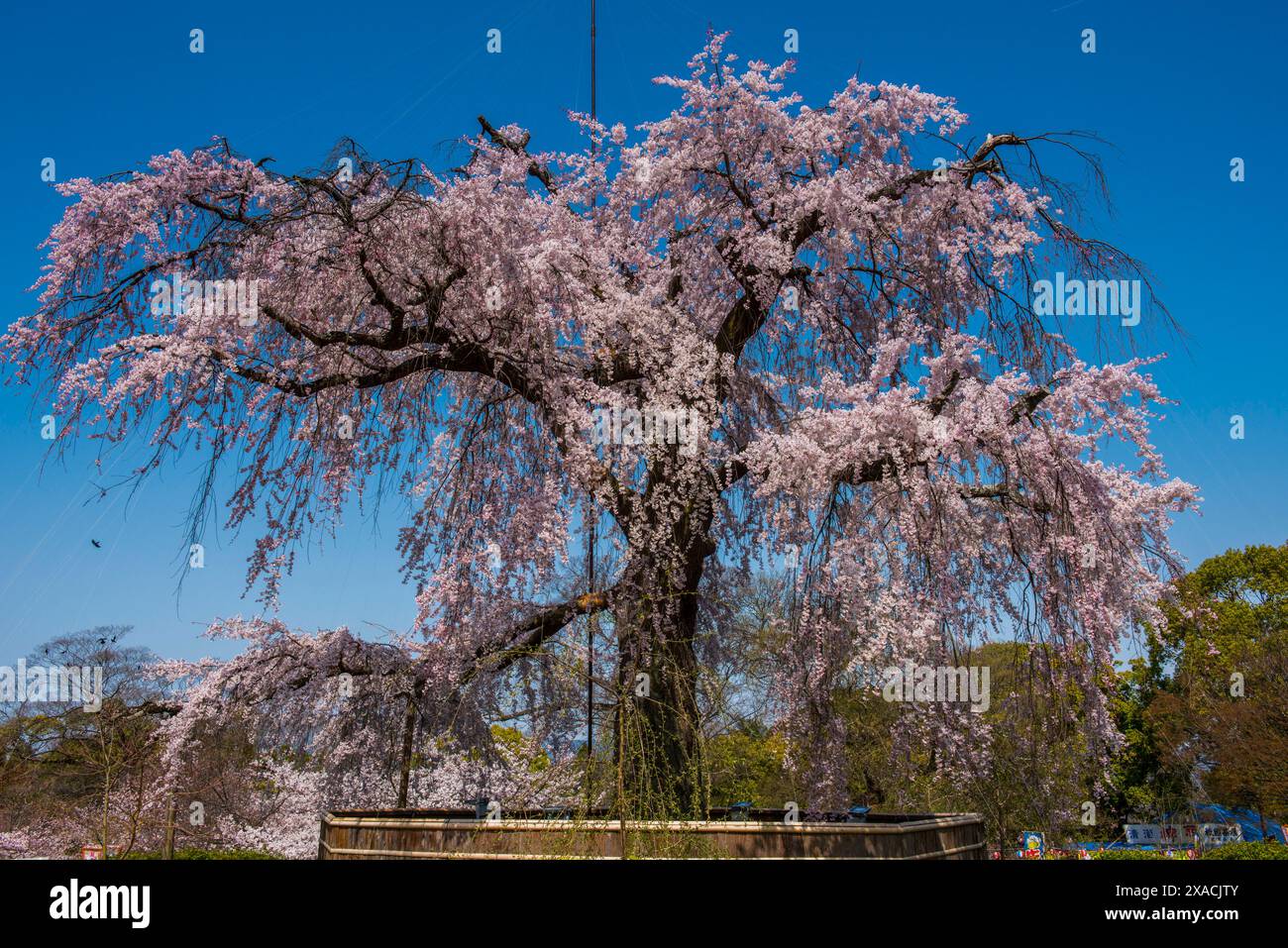 Cherry blossom in the Maruyama-Koen Park, Kyoto, Honshu, Japan, Asia ...