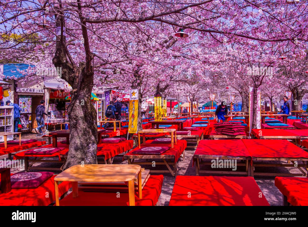 Japanese restaurant tables under Cherry blossom in the Maruyama-Koen ...