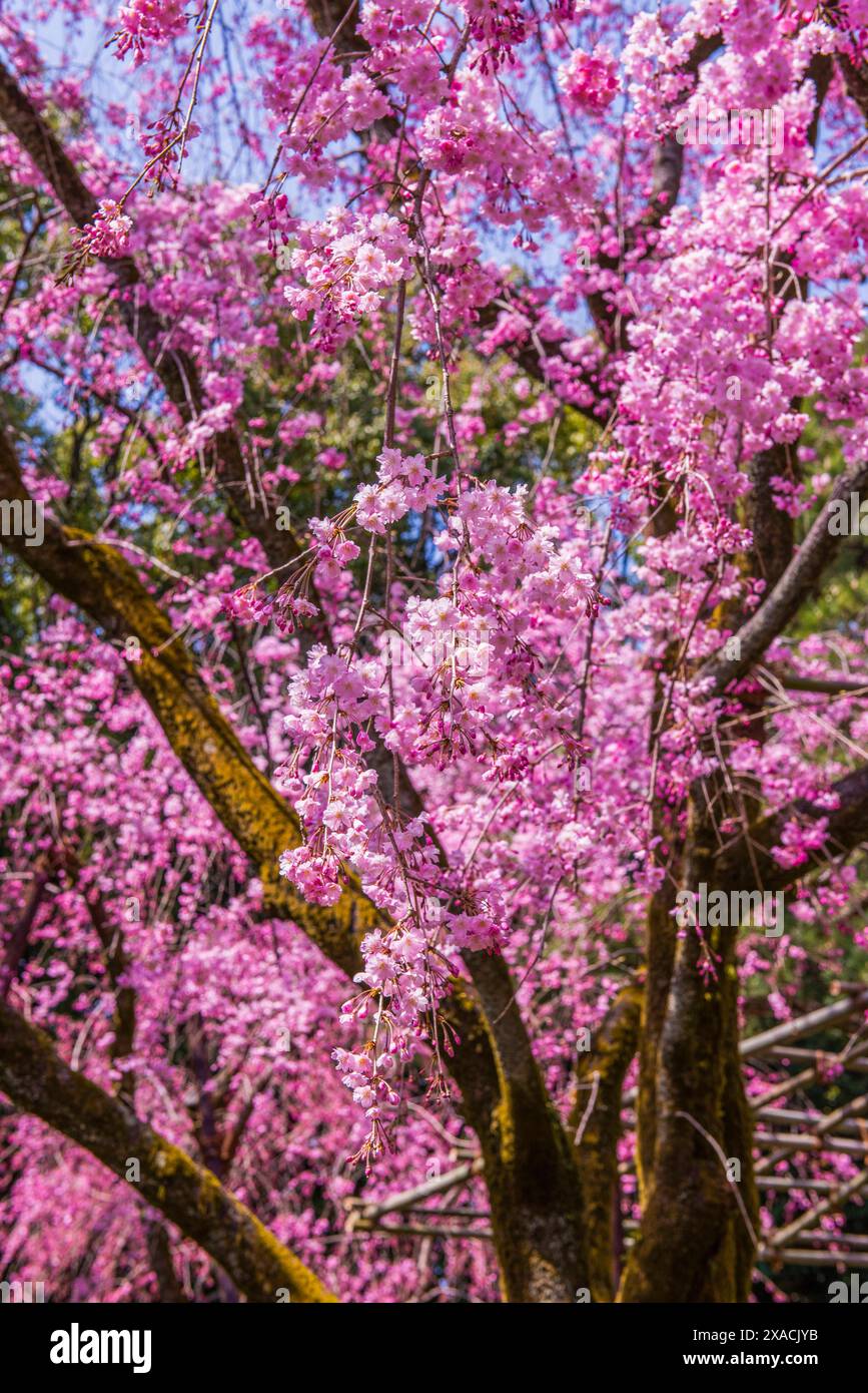 Cherry blossom, Okazaki Park in the Heian Jingu Shrine, Kyoto, Honshu ...