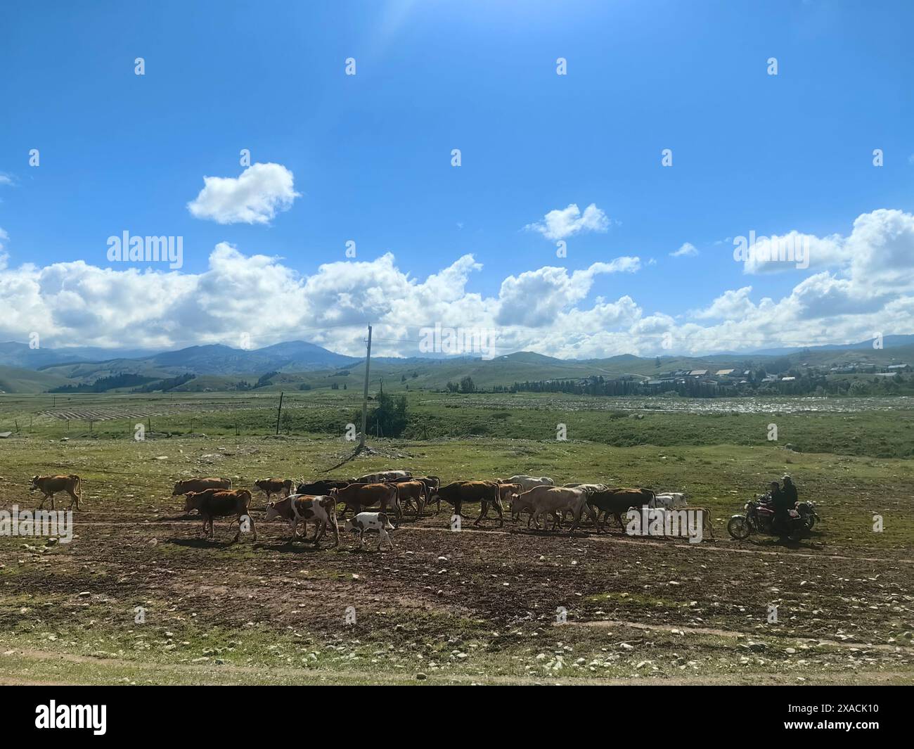 Habahe. 4th June, 2024. This photo taken on June 4, 2024 shows herders ...