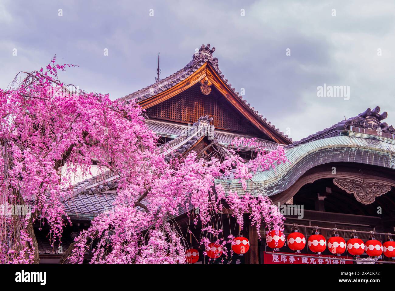 Cherry blossom tree in the Geisha quarter of Gion, Kyoto, Honshu, Japan ...